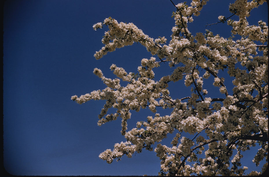 Toronto’s Urban Orchard – Heritage Toronto