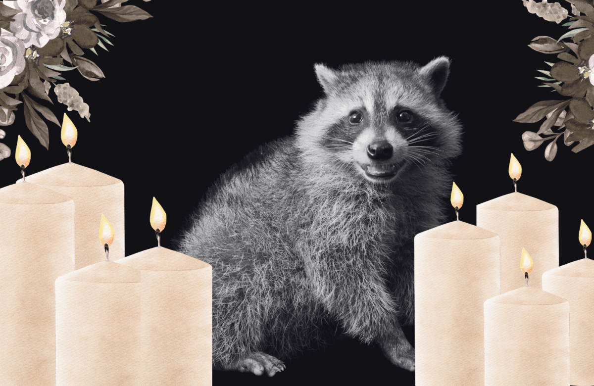 Conrad the Raccoon - Heritage Toronto